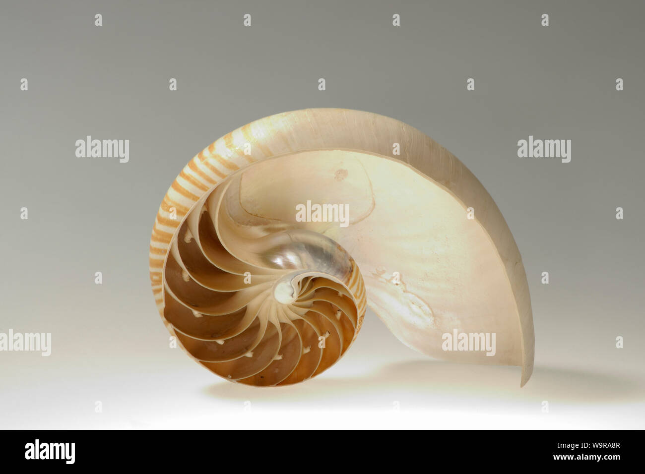 Nautilus shell section cross section Banque de photographies et d ...
