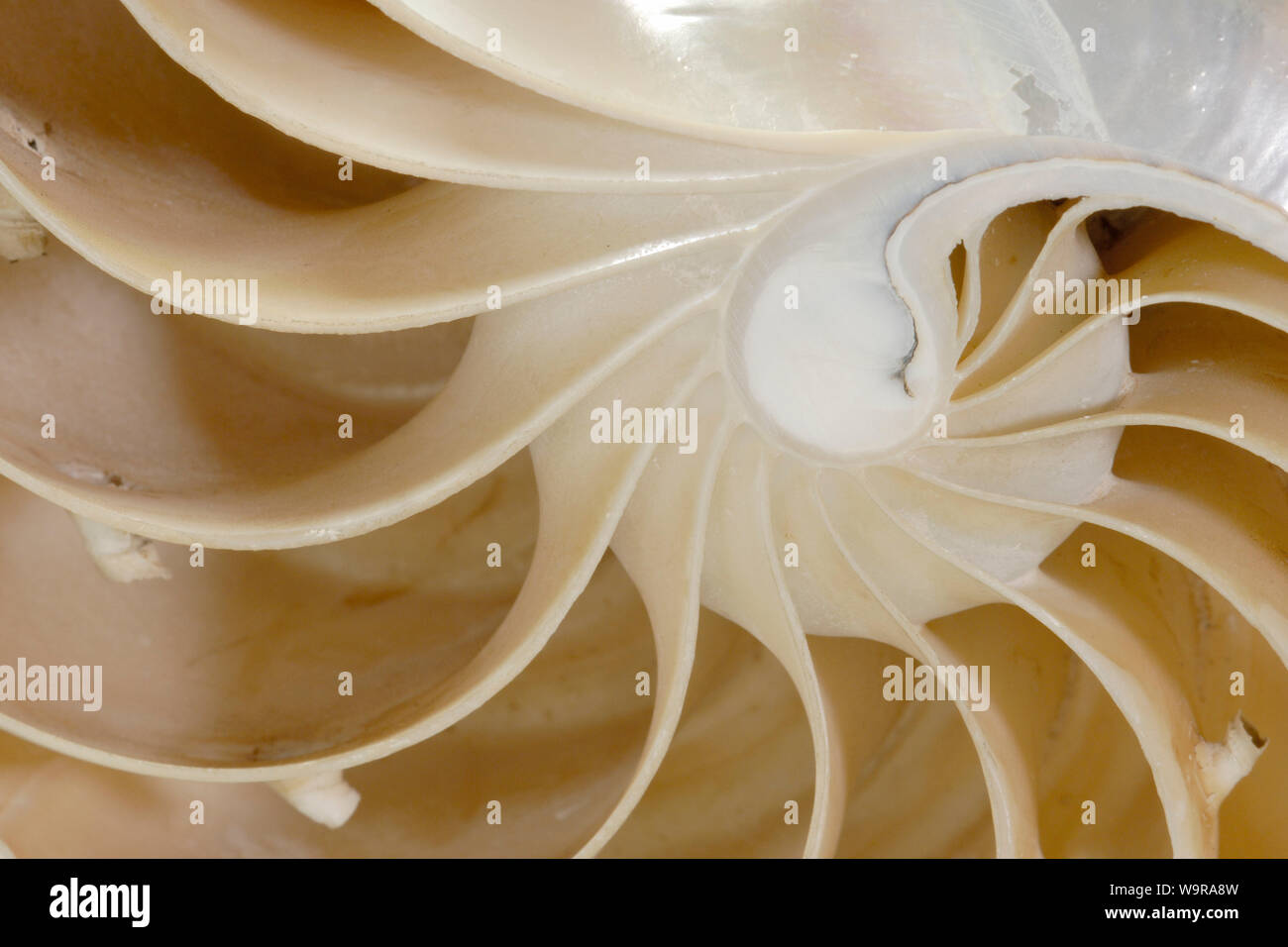 Nautilus shell section cross section Banque de photographies et d ...