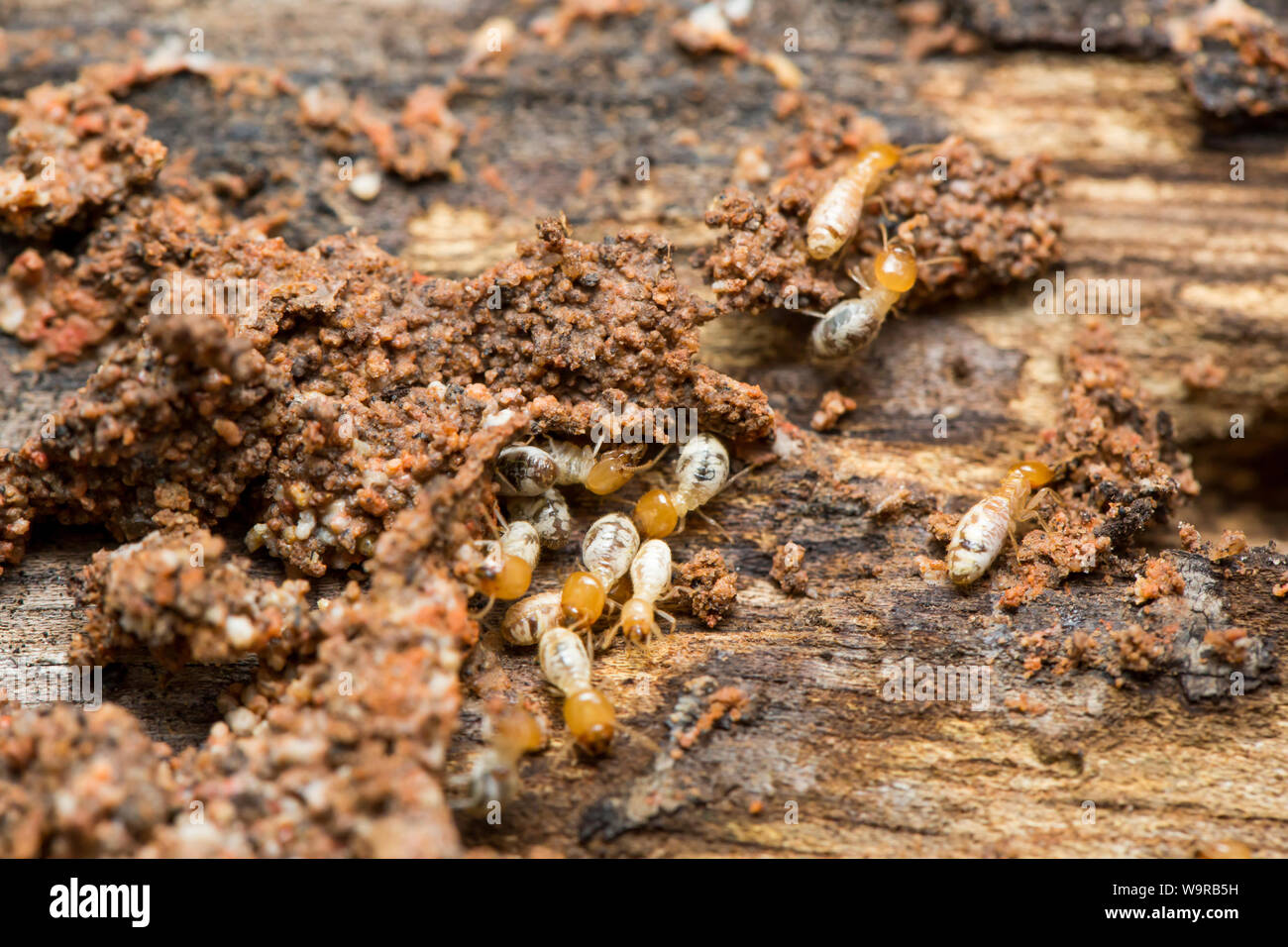 White ants Banque de photographies et d’images à haute résolution - Alamy