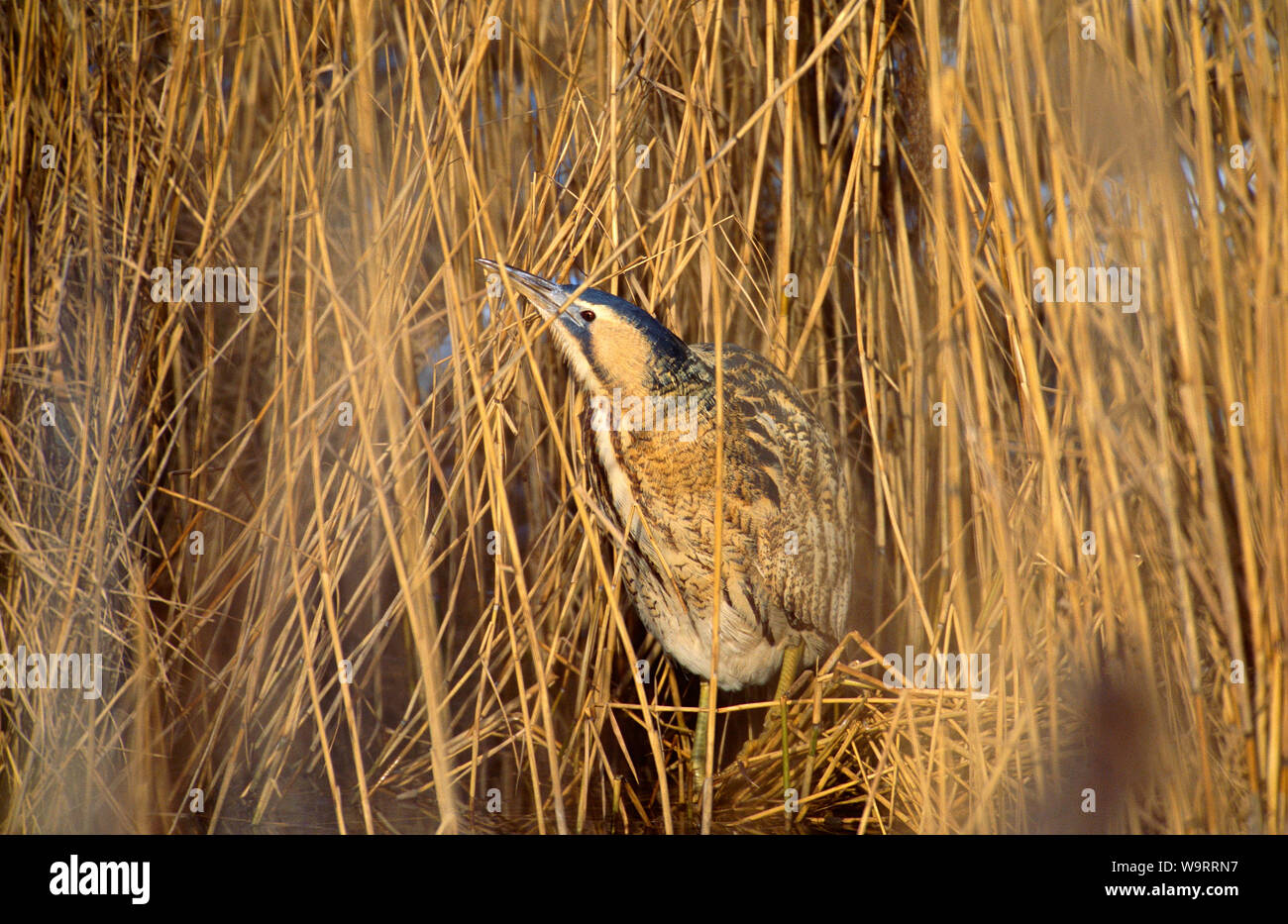 Oiseau butor Banque de photographies et d’images à haute résolution - Alamy