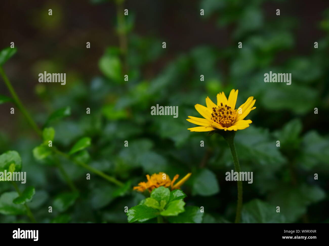 Tige rampante Banque de photographies et d’images à haute résolution ...