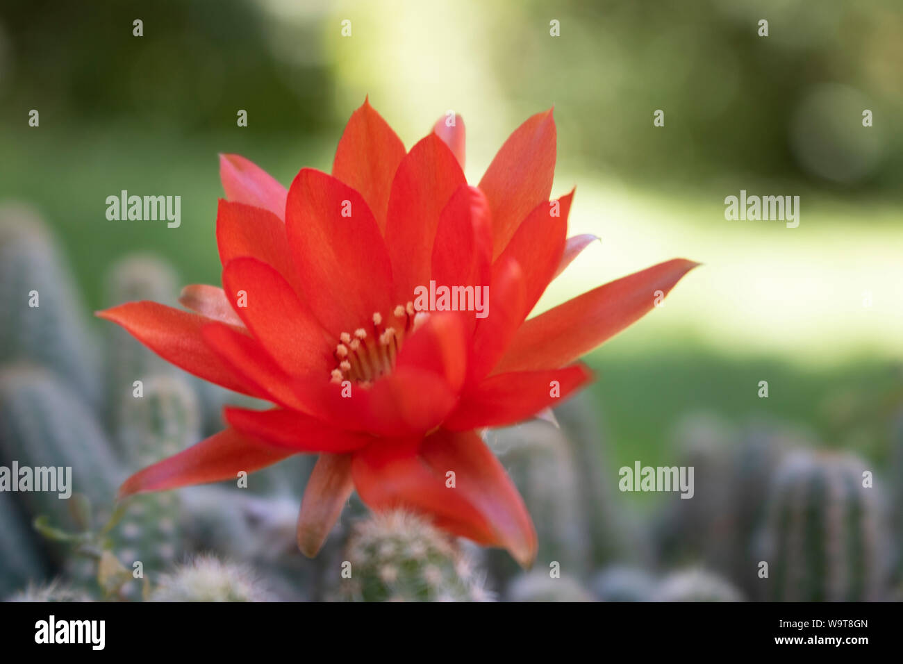 Photo de cactus Banque de photographies et d’images à haute résolution ...