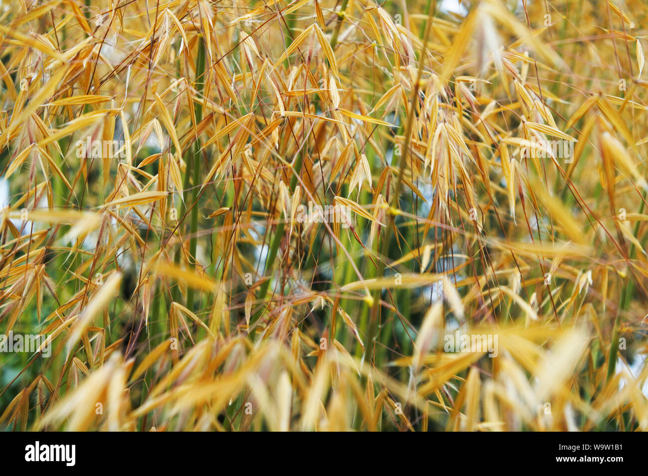 Graines de stipa gigantea Banque de photographies et d’images à haute ...