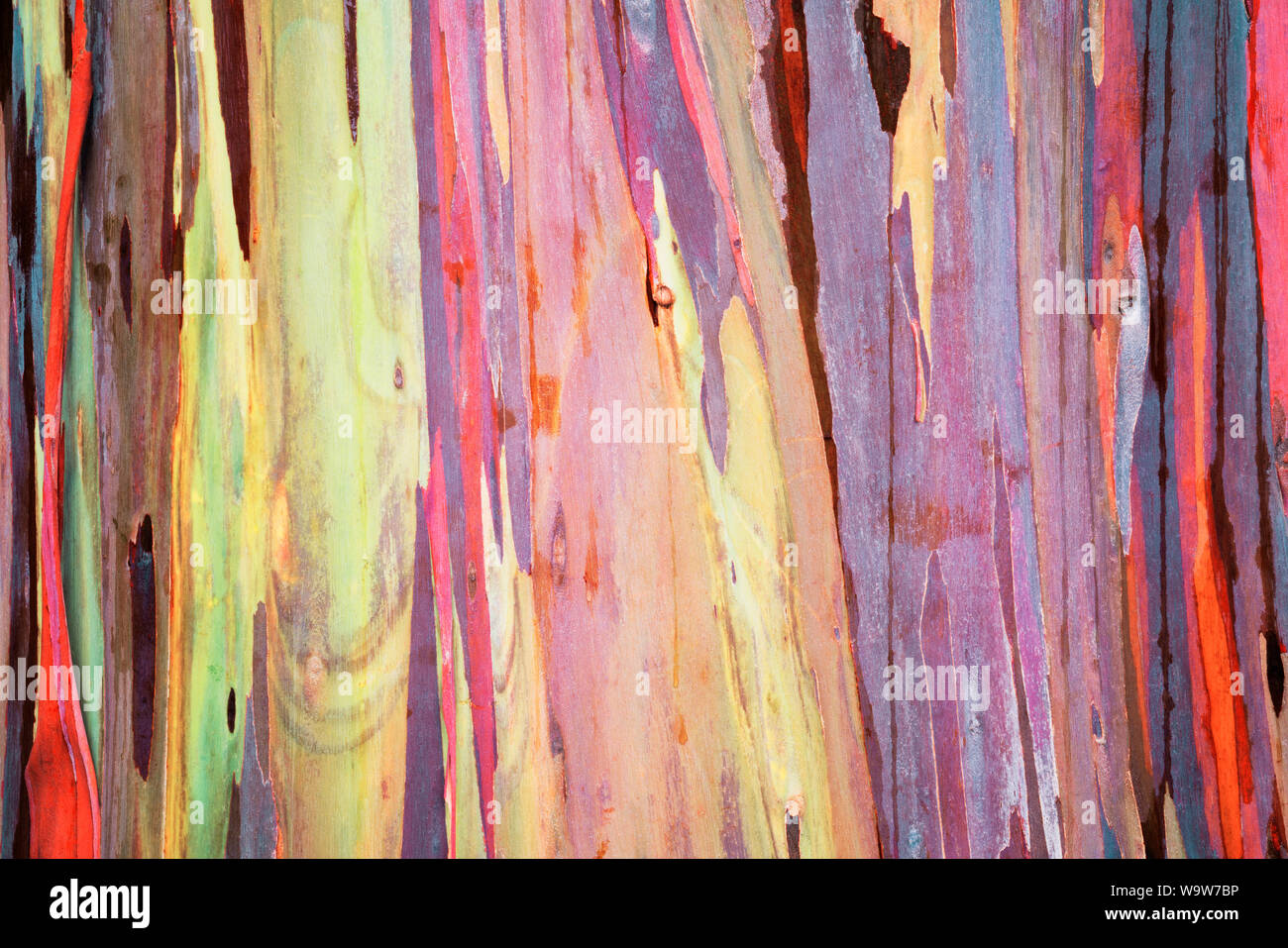Peler l'écorce de l'arbre d'Eucalyptus Arc-en-ciel révèle des couleurs ...