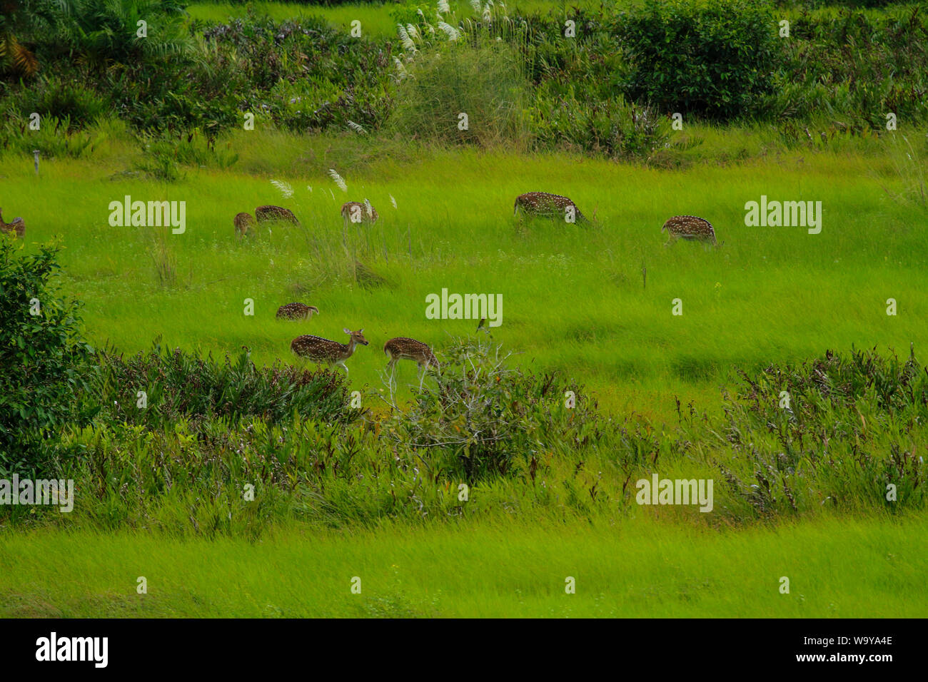 Chitra horin Banque de photographies et d’images à haute résolution - Alamy