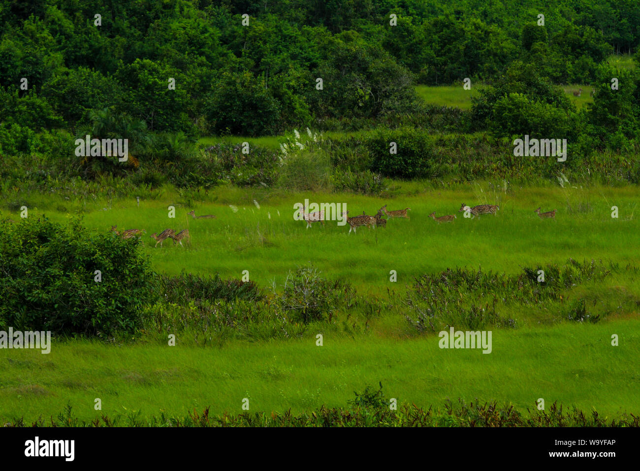 Chitra horin Banque de photographies et d’images à haute résolution - Alamy