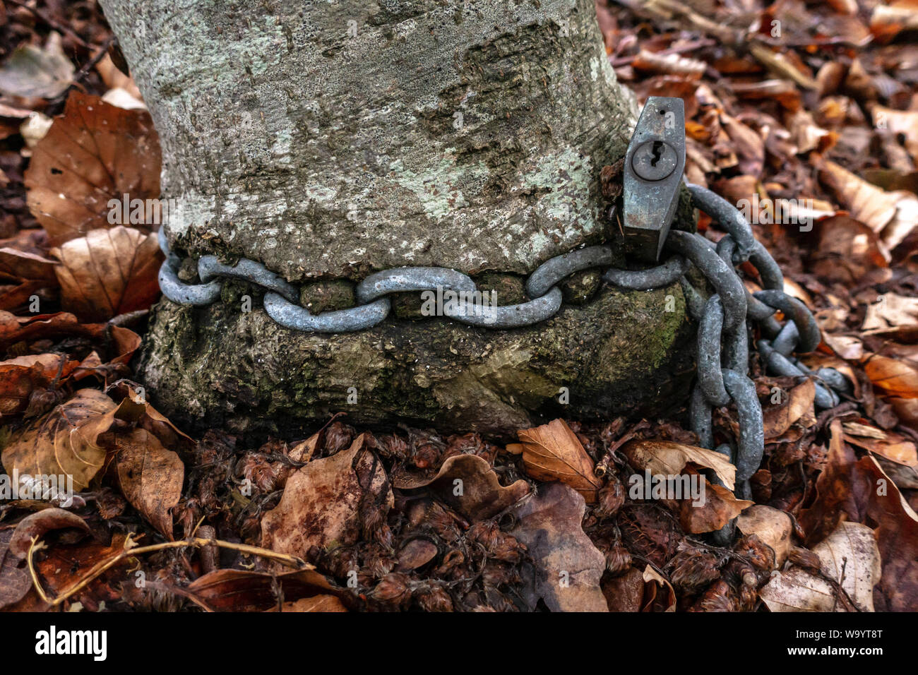 Chained to a tree Banque de photographies et d’images à haute ...