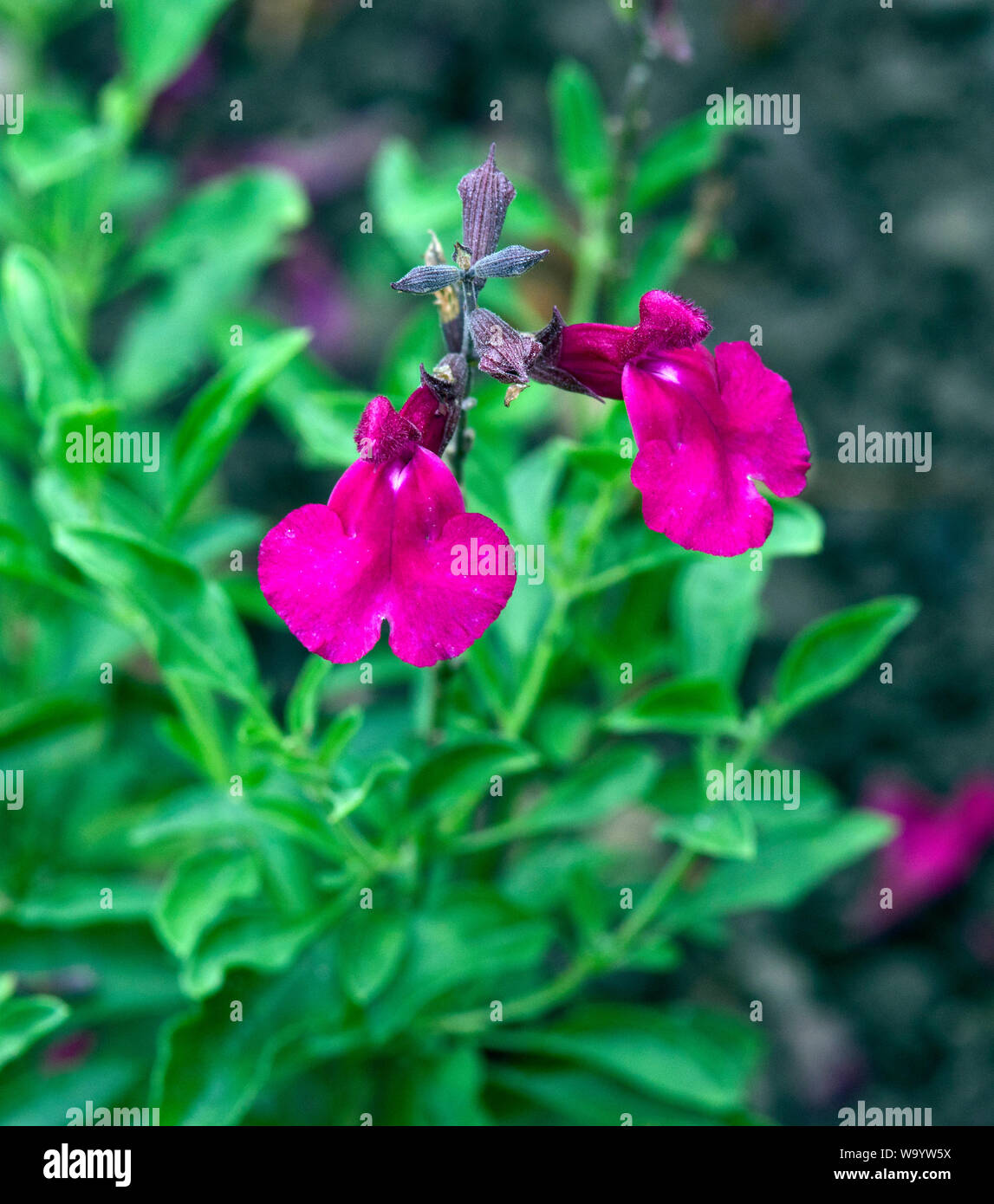 X jamensis Banque de photographies et d’images à haute résolution - Alamy