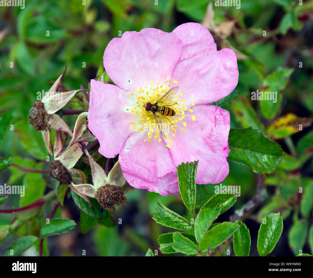 Max rose Banque de photographies et d’images à haute résolution - Alamy
