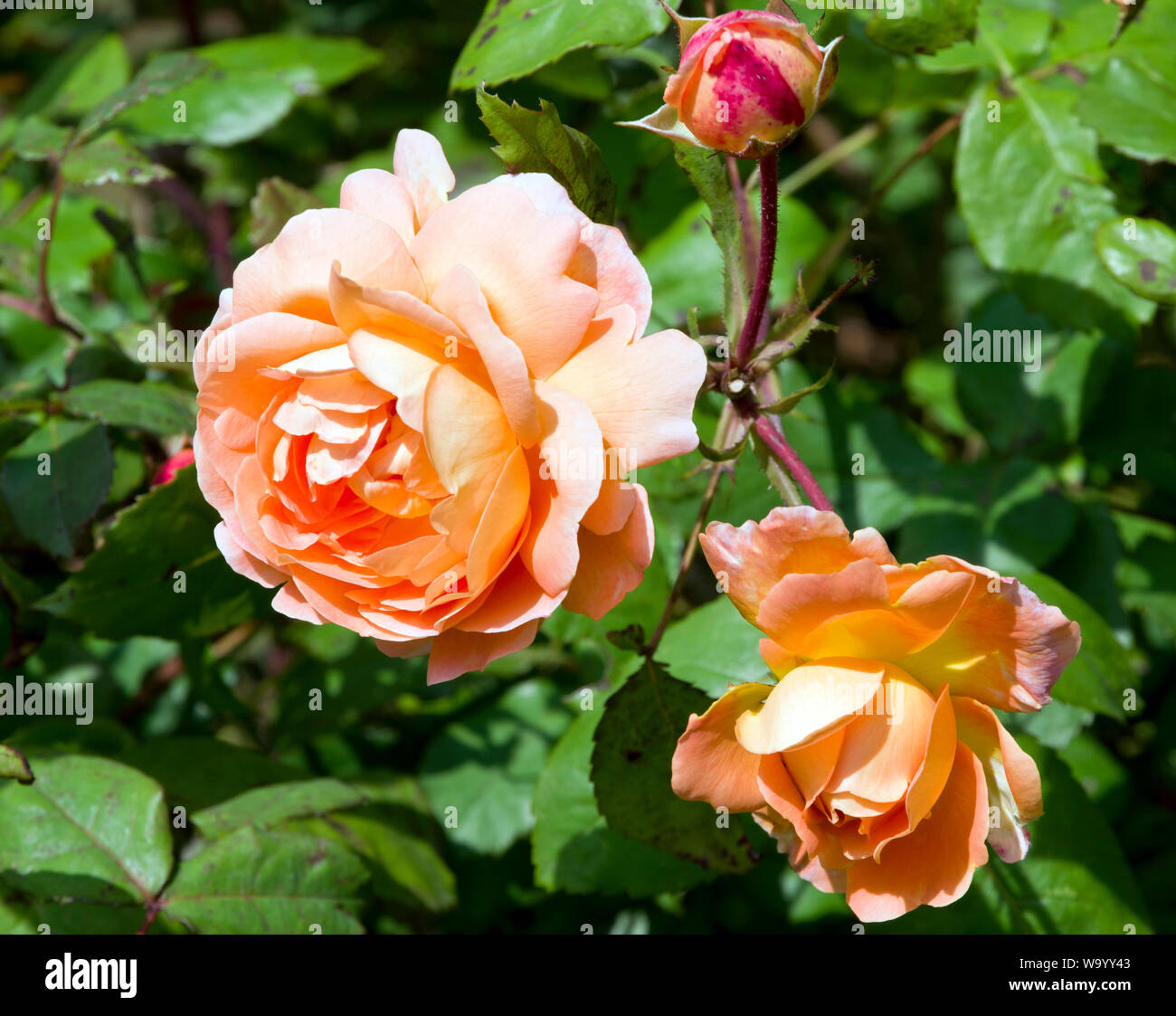 Emma rose Banque de photographies et d’images à haute résolution - Alamy