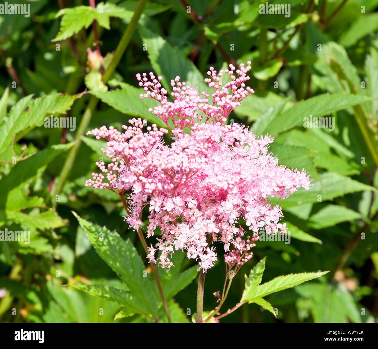 Filipendula rubra Banque de photographies et d’images à haute ...