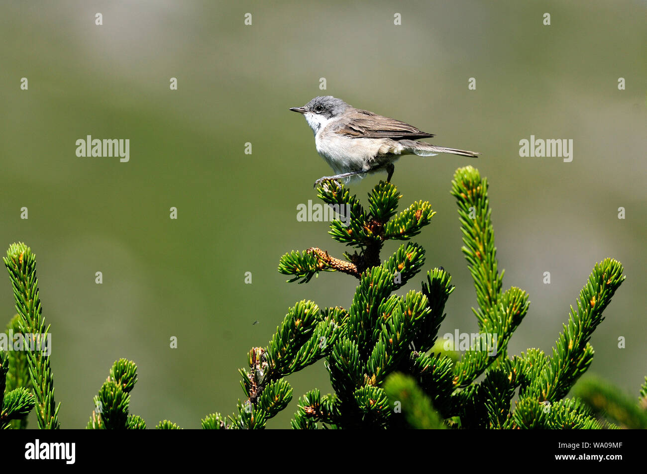 Sylvia curruca curruca Banque de photographies et d’images à haute résolution - Alamy