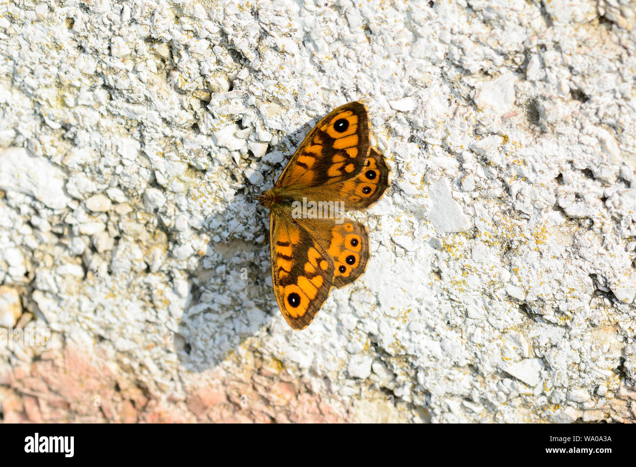 Papillon sur le mur Banque de photographies et d’images à haute ...