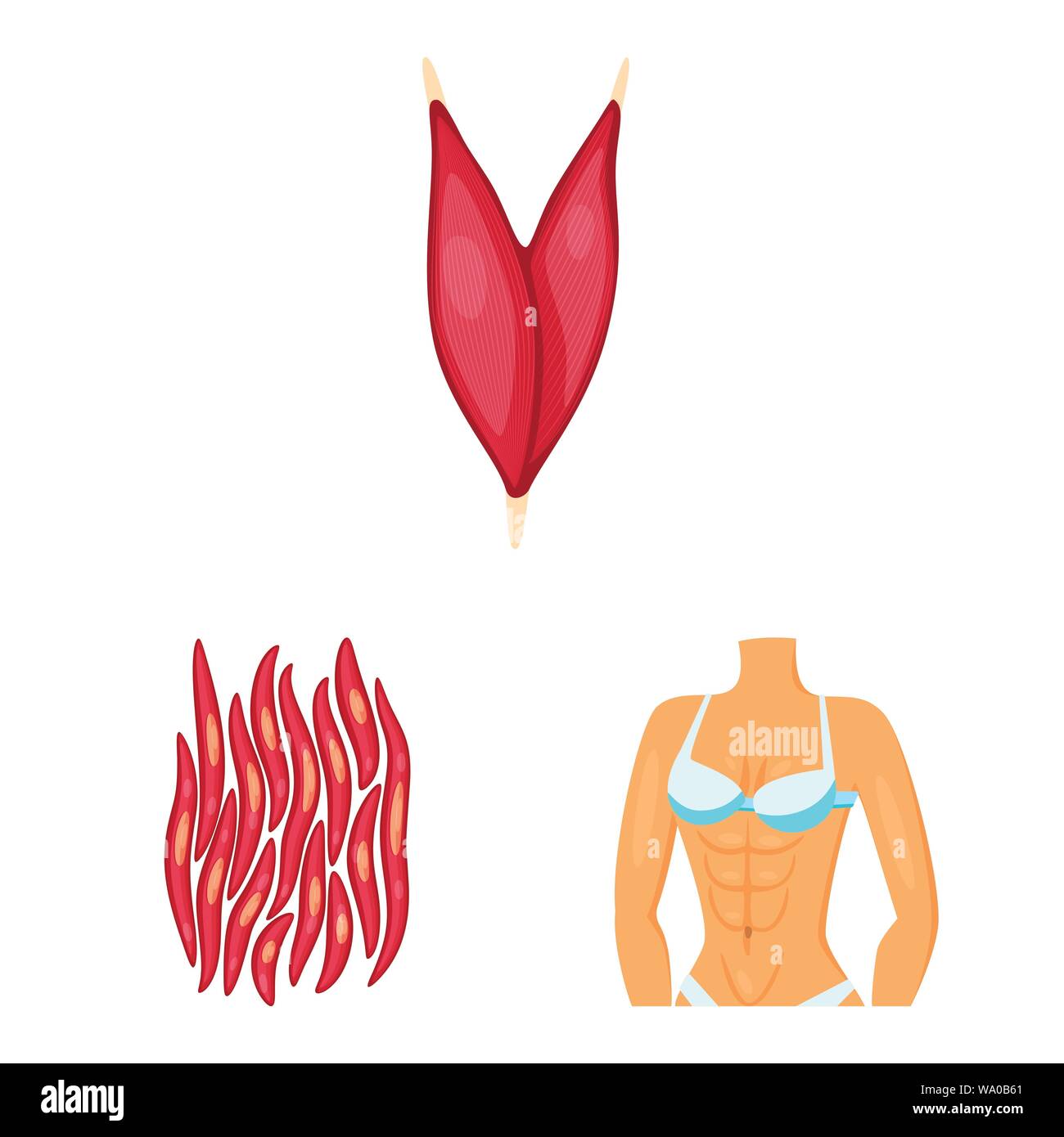Vector Illustration De Cellules Musculaires Et Symbole Collection Danatomie Musculaire Et L