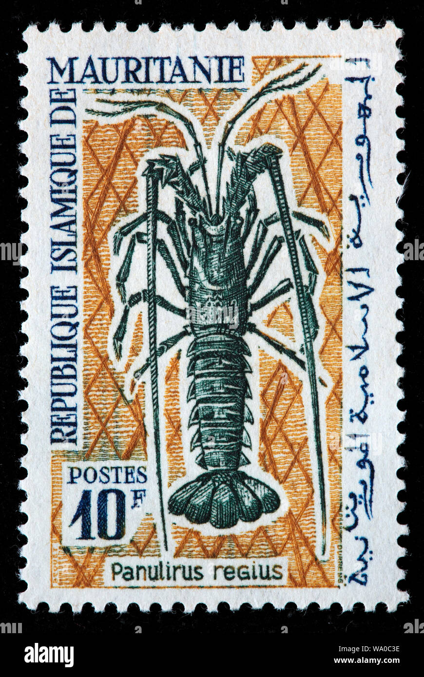 Panulirus regius Banque de photographies et d’images à haute résolution ...