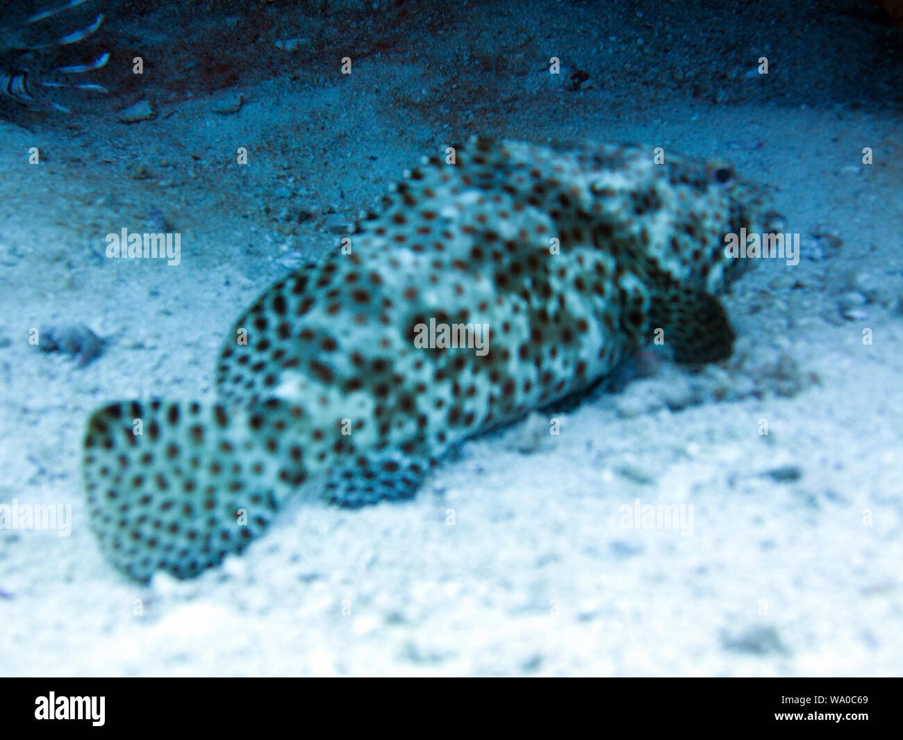 Perche de mer profonde Banque de photographies et d’images à haute résolution - Alamy