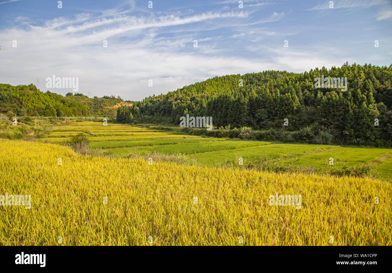 Pic de riz Banque de photographies et d’images à haute résolution - Alamy