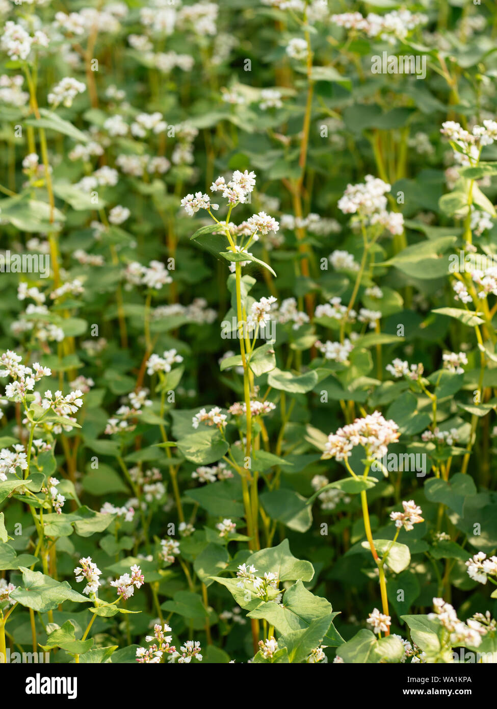 Le sarrasin en fleurs comme engrais vert et de culture de couverture ...