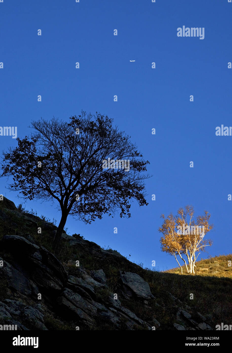 Qiu qiu Banque de photographies et d’images à haute résolution - Alamy