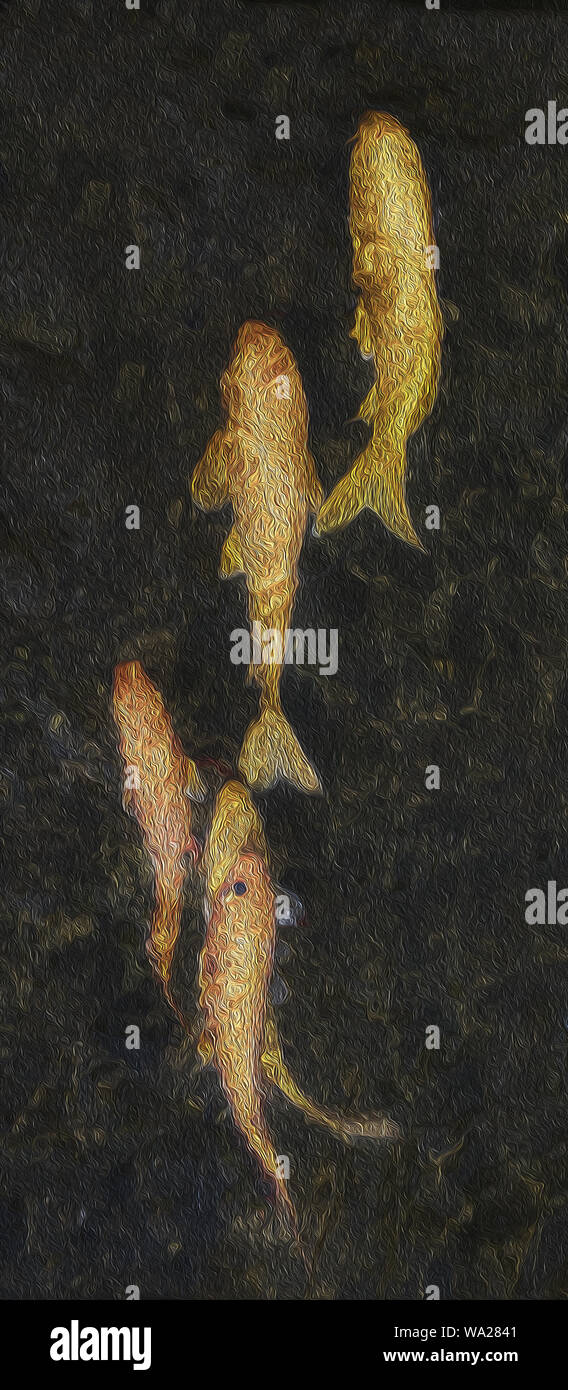 Bulle de poisson rouge Banque de photographies et d’images à haute ...