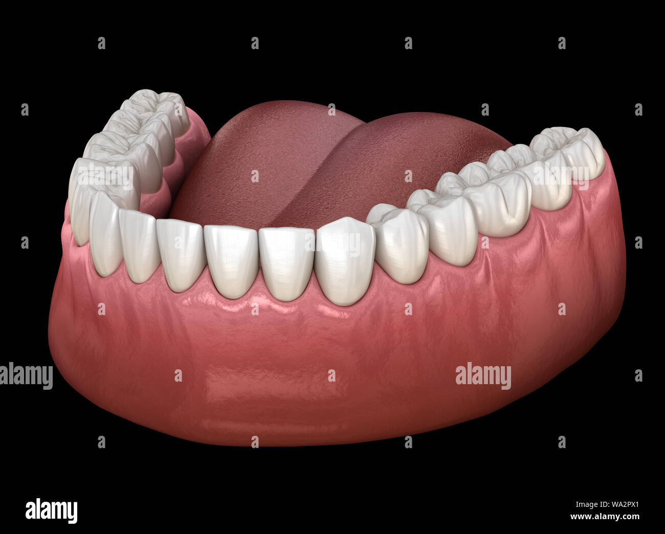 Les dents et gencive mandibulaire. Dent précise médicalement 3D illustration Photo Stock - Alamy
