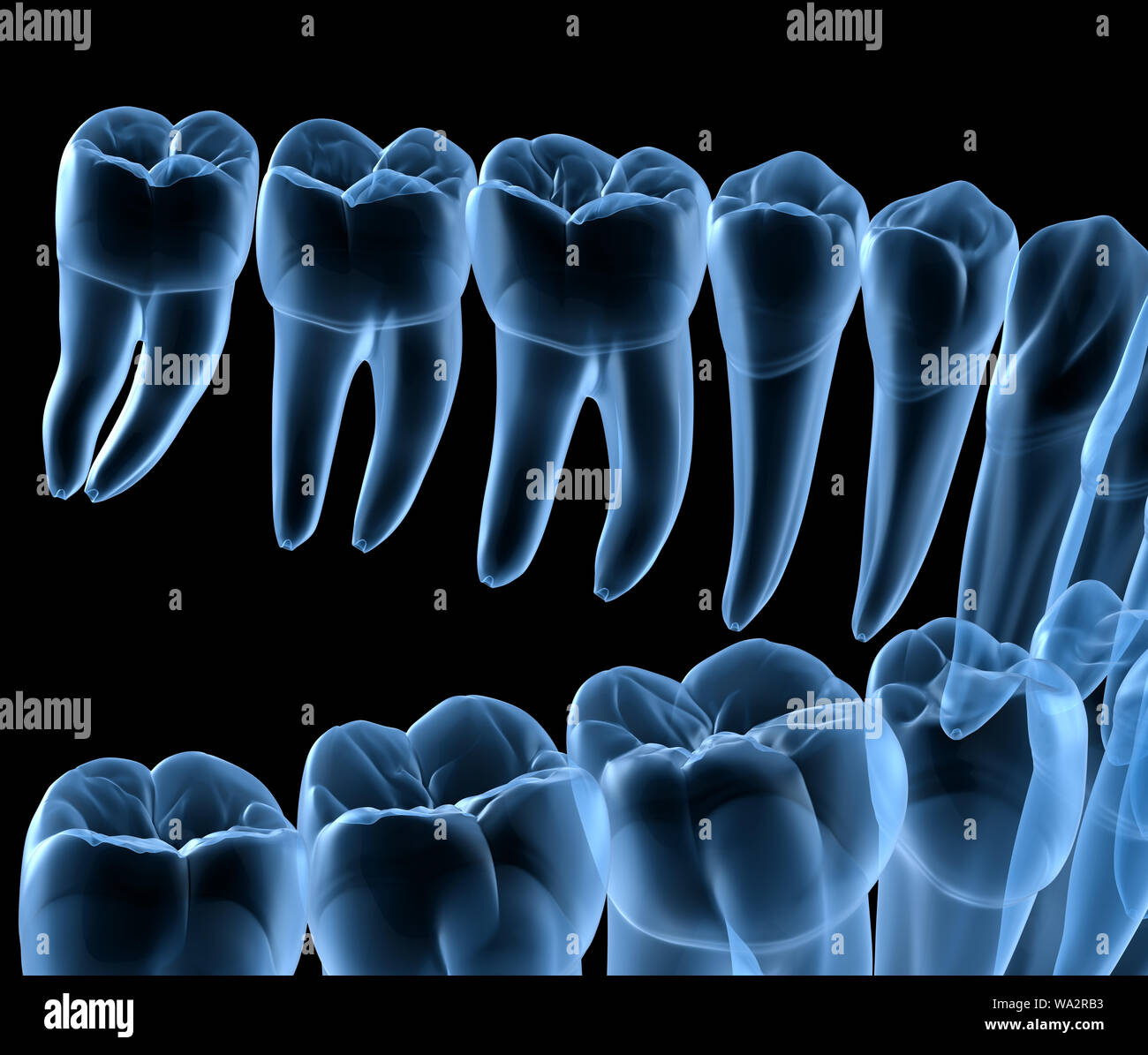 Anatomie dentaire des dents et gencives humaine mandibulaire, la vue x ...