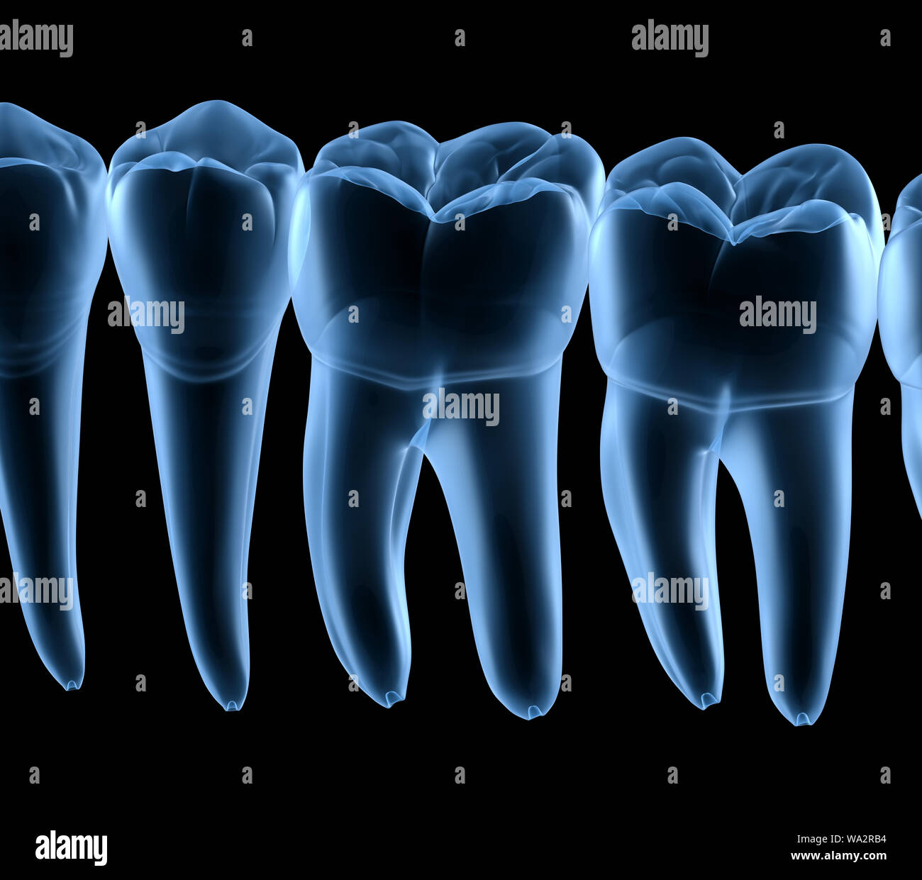 Anatomie dentaire des dents et gencives humaine mandibulaire, la vue x-ray. Dent précise ...