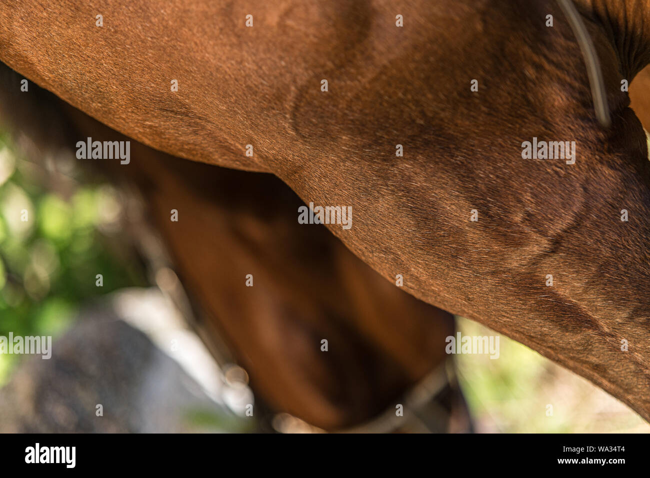 Détails d'un gros plan de la jambe du cheval Photo Stock - Alamy