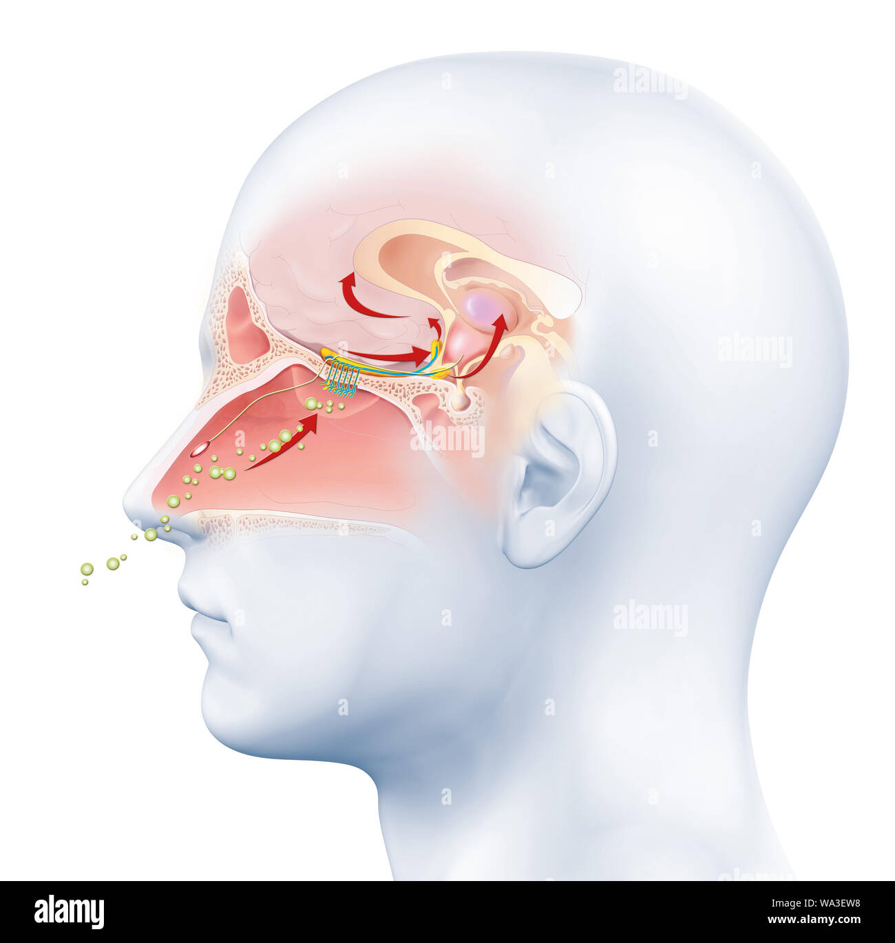 Bulbe Olfactif Banque d'image et photos - Alamy