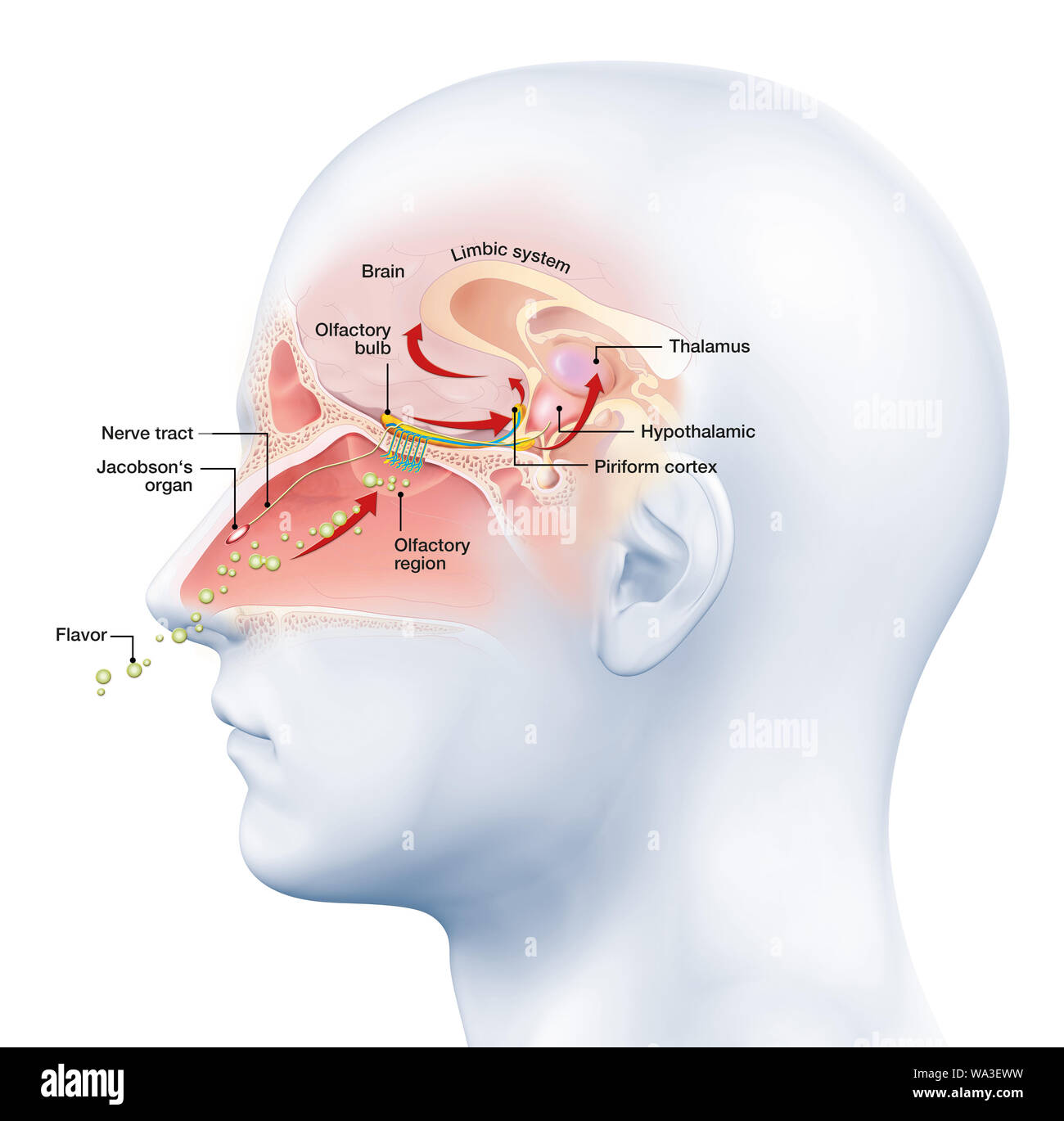Bulbe olfactif Banque de photographies et d’images à haute résolution ...
