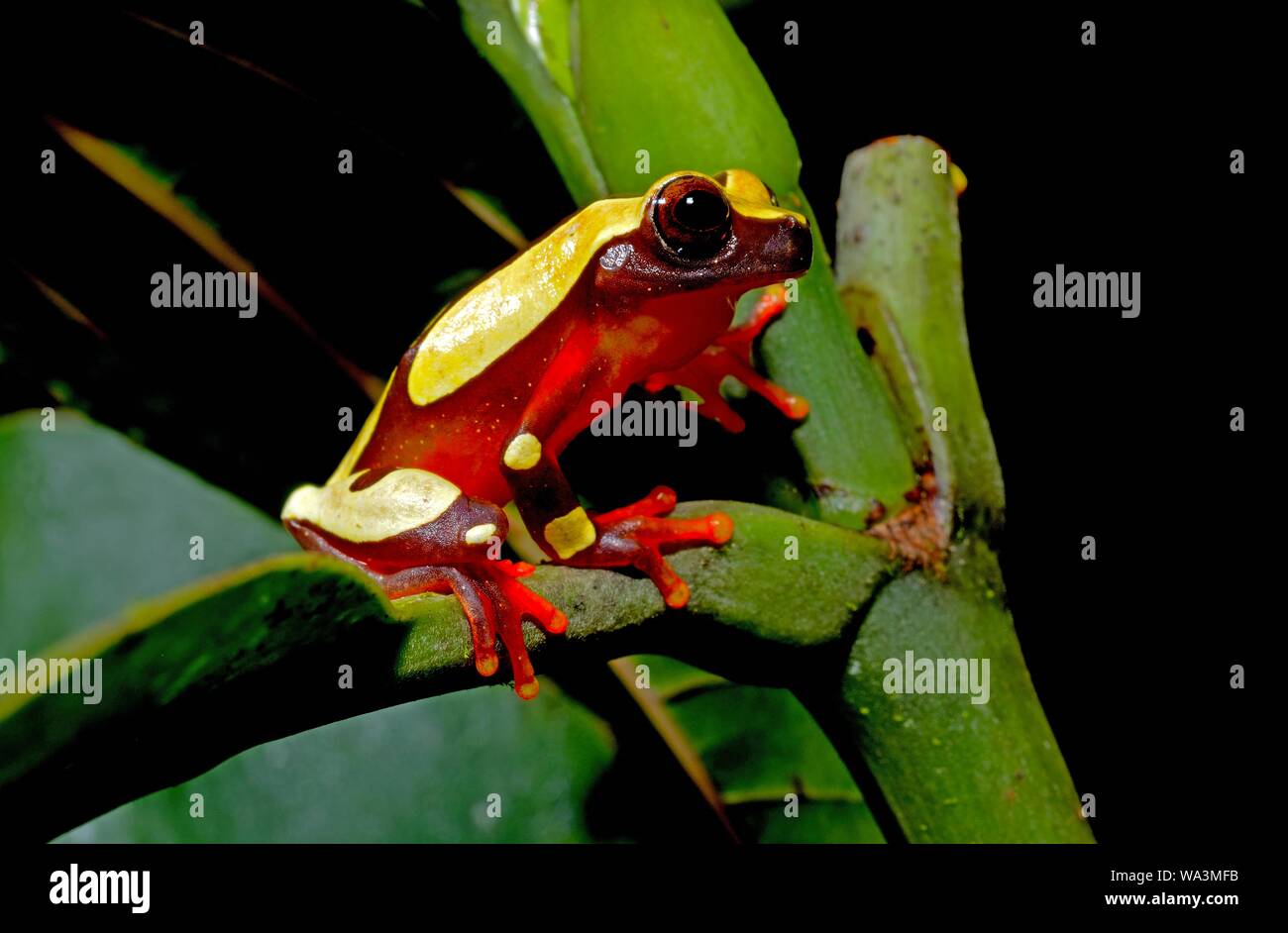 Dendropsophus leucophyllatus Banque de photographies et d’images à ...