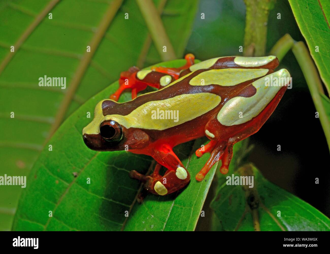 Dendropsophus leucophyllatus Banque de photographies et d’images à ...