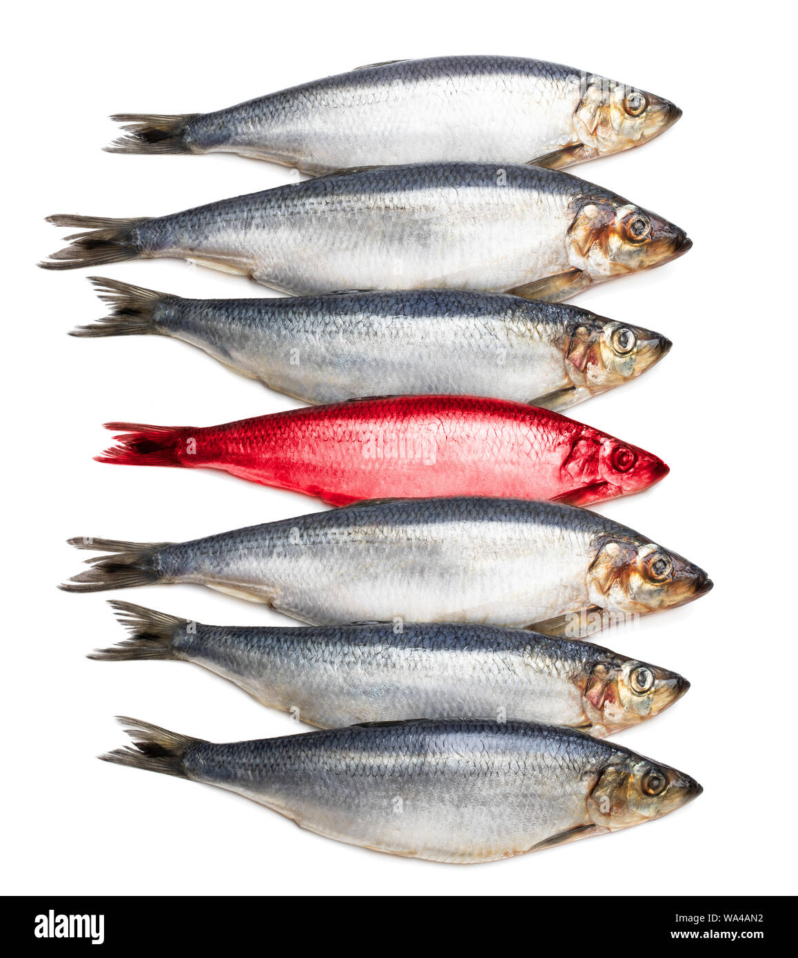 Hareng rouge Banque de photographies et d’images à haute résolution - Alamy