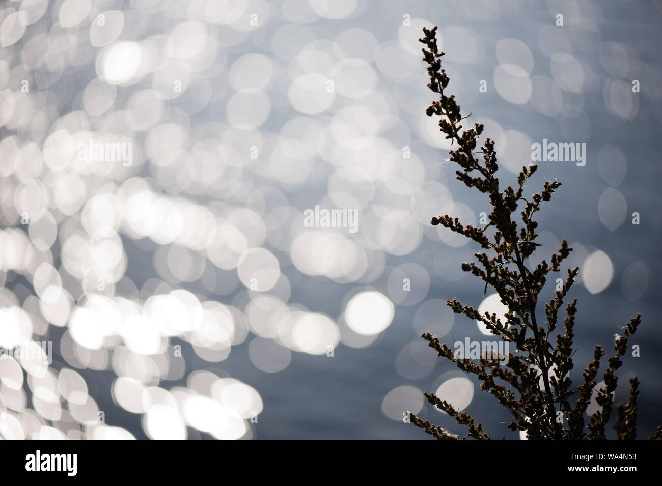 Armoise commune artemisia vulgaris Banque de photographies et d’images ...