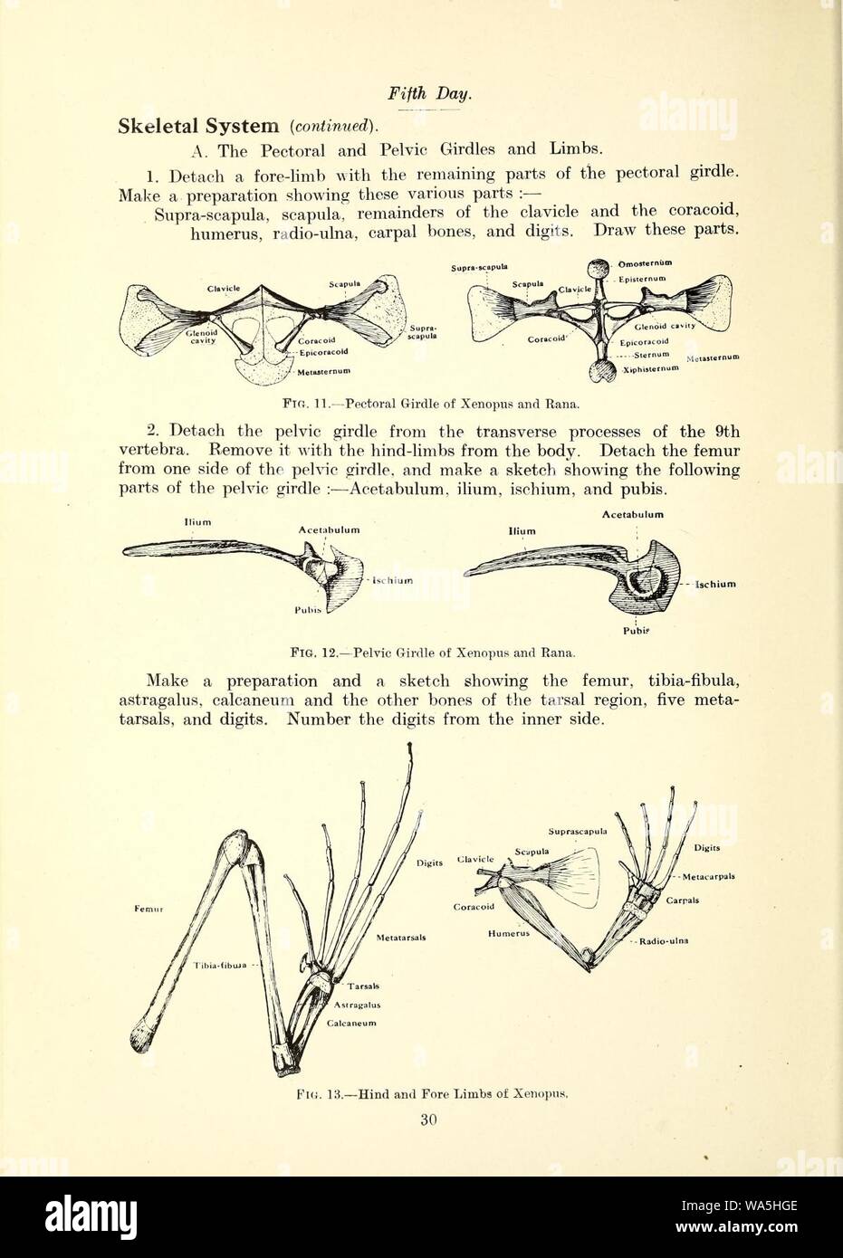 Dissection de grenouille Banque de photographies et d’images à haute ...