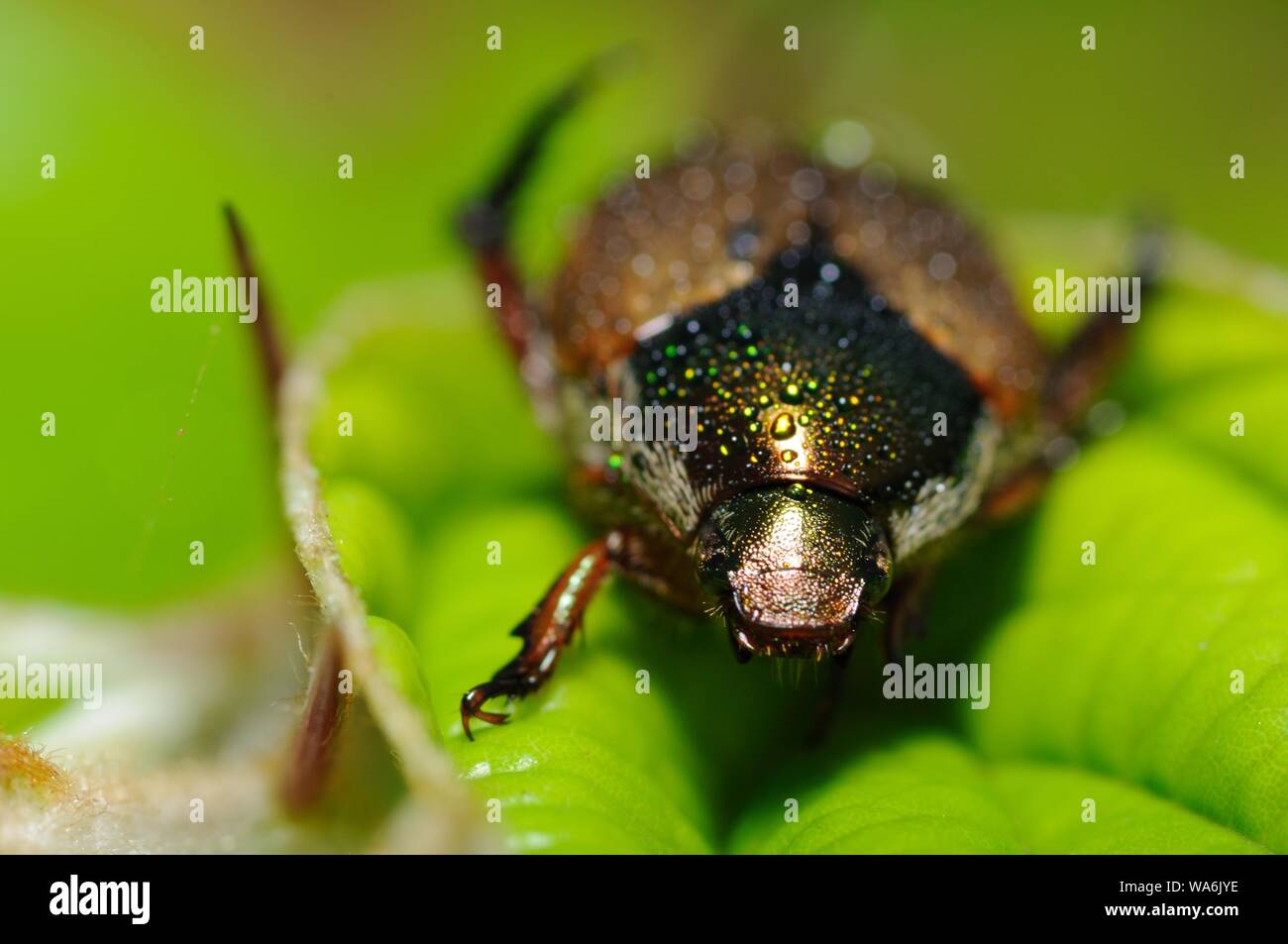 Green dock beetle Banque de photographies et d’images à haute ...
