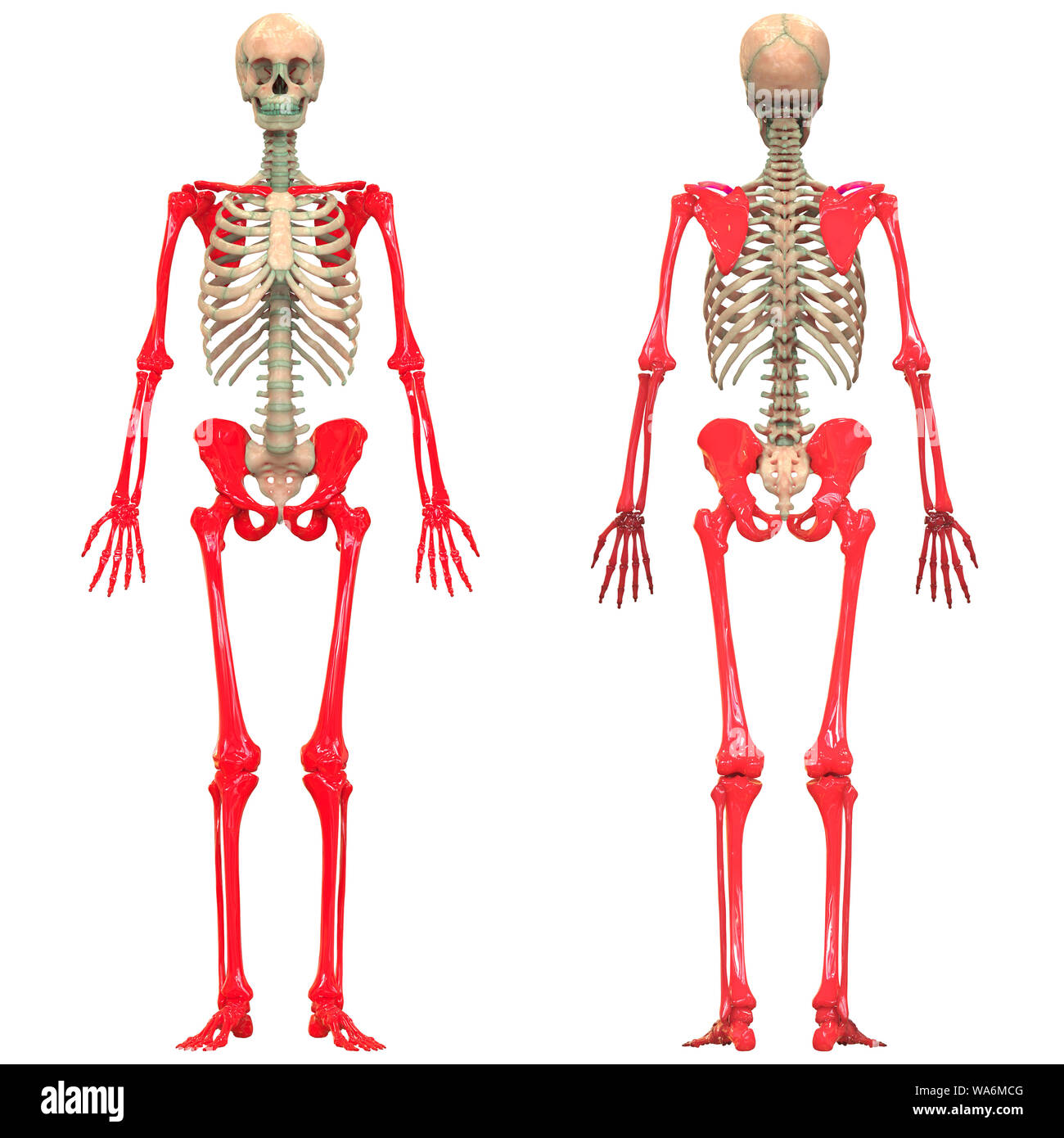 Système de squelette humain Anatomie squelette appendiculaire Photo ...