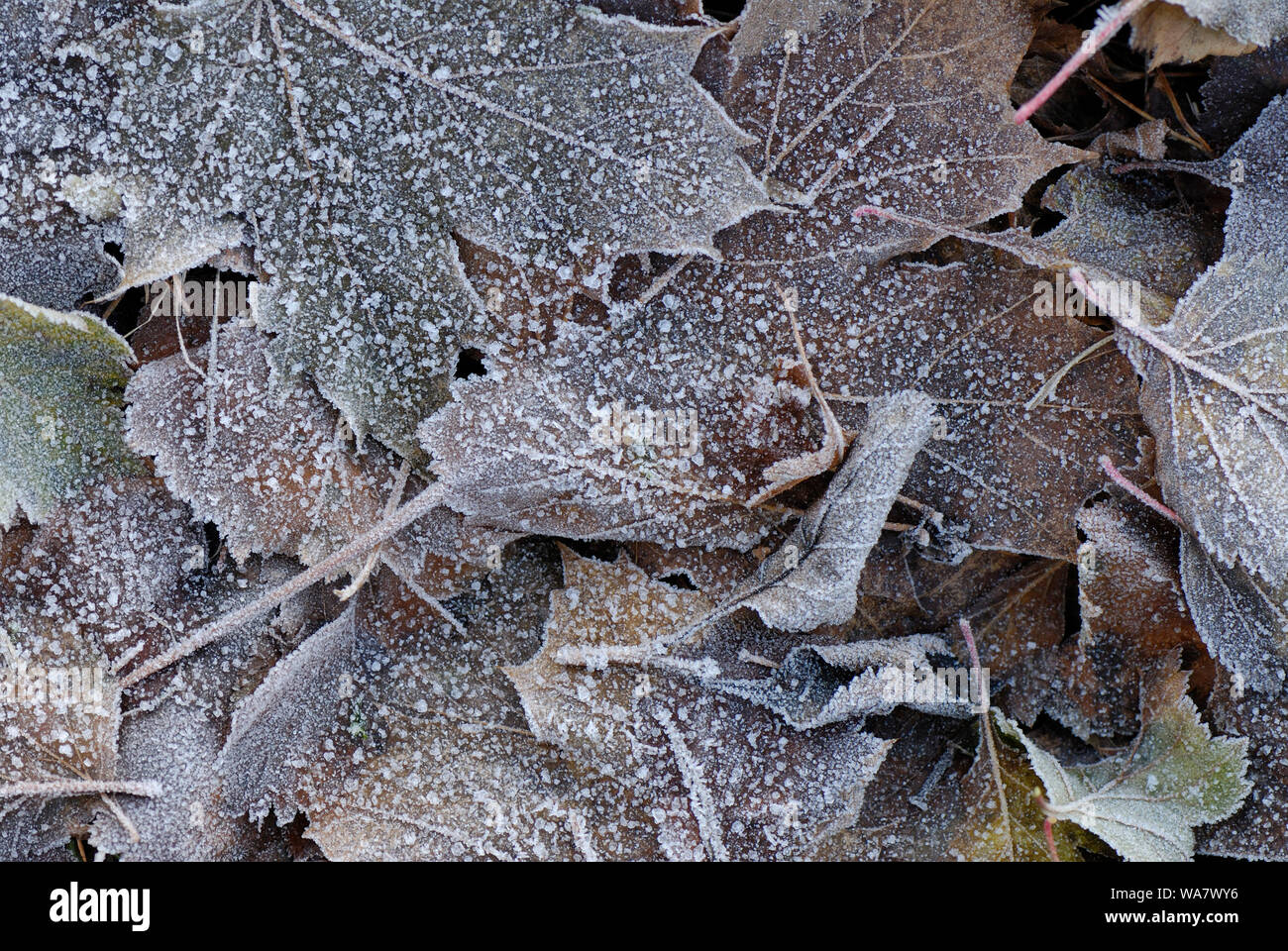 Feuilles de givre sur le sol Banque de photographies et d’images à ...