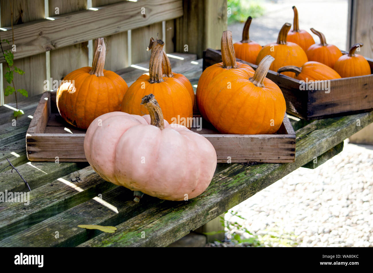Citrouilles dans une caisse en bois Banque de photographies et d’images ...