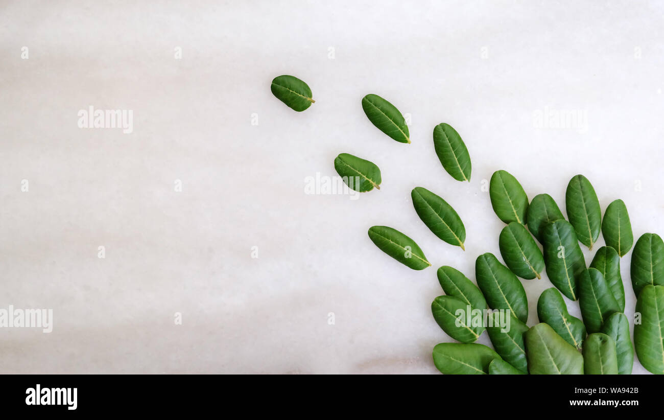 Mise à plat des feuilles vert longane organiser dans une feuille ou sur ...
