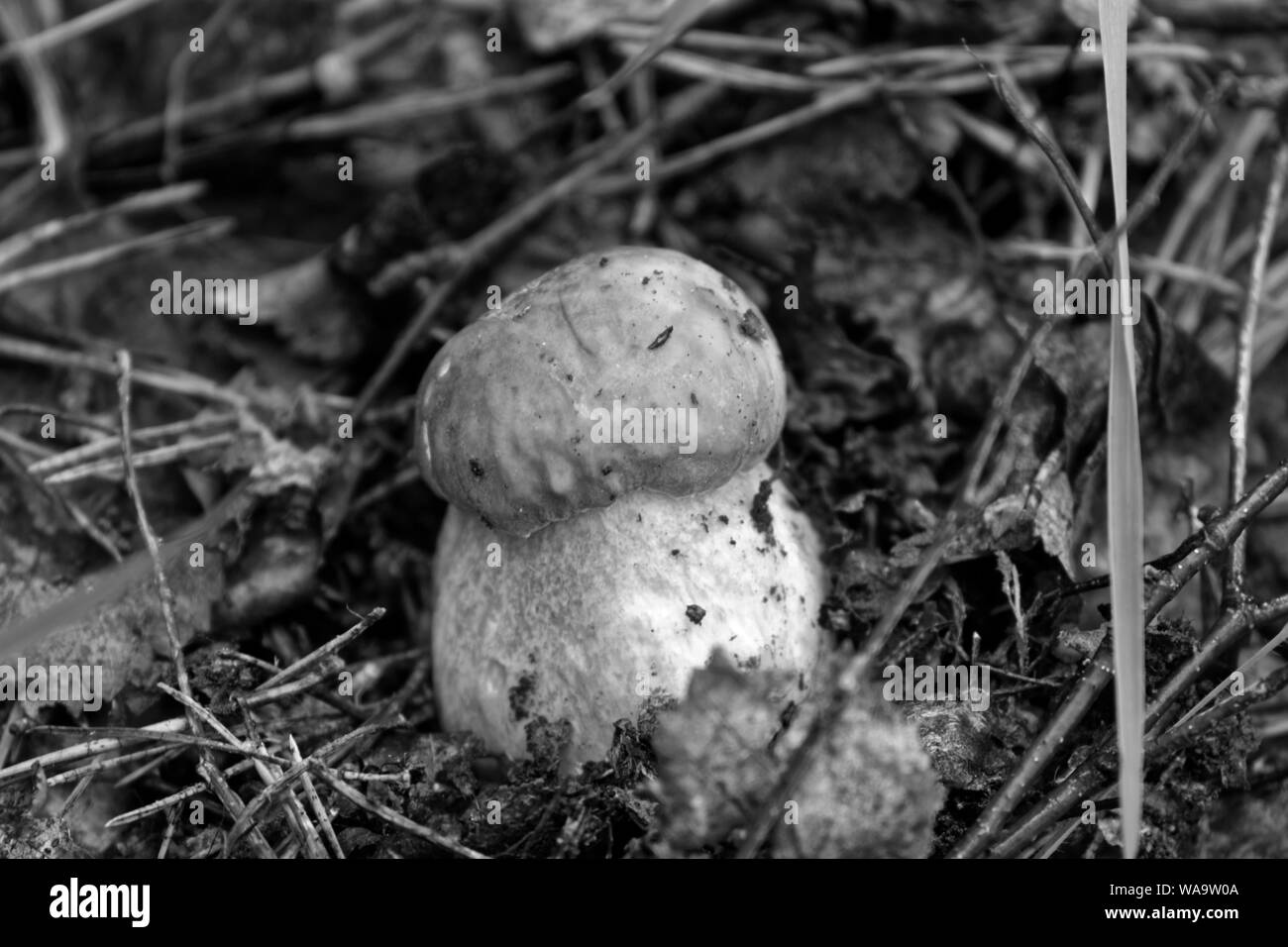 Champignons edulis Banque d'images noir et blanc - Alamy