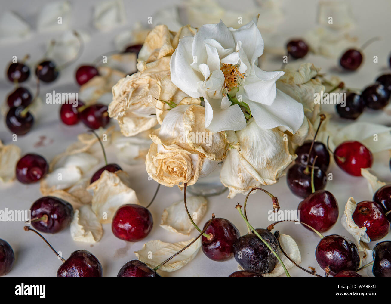 Sweet Cherry gâté du frigo, fruits pourris. Isolé sur fond blanc ...