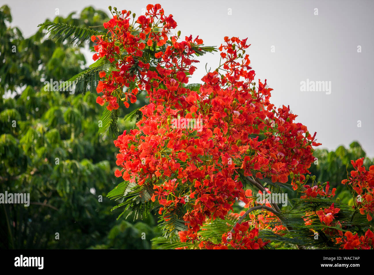 Delonix regia Banque de photographies et d’images à haute résolution ...