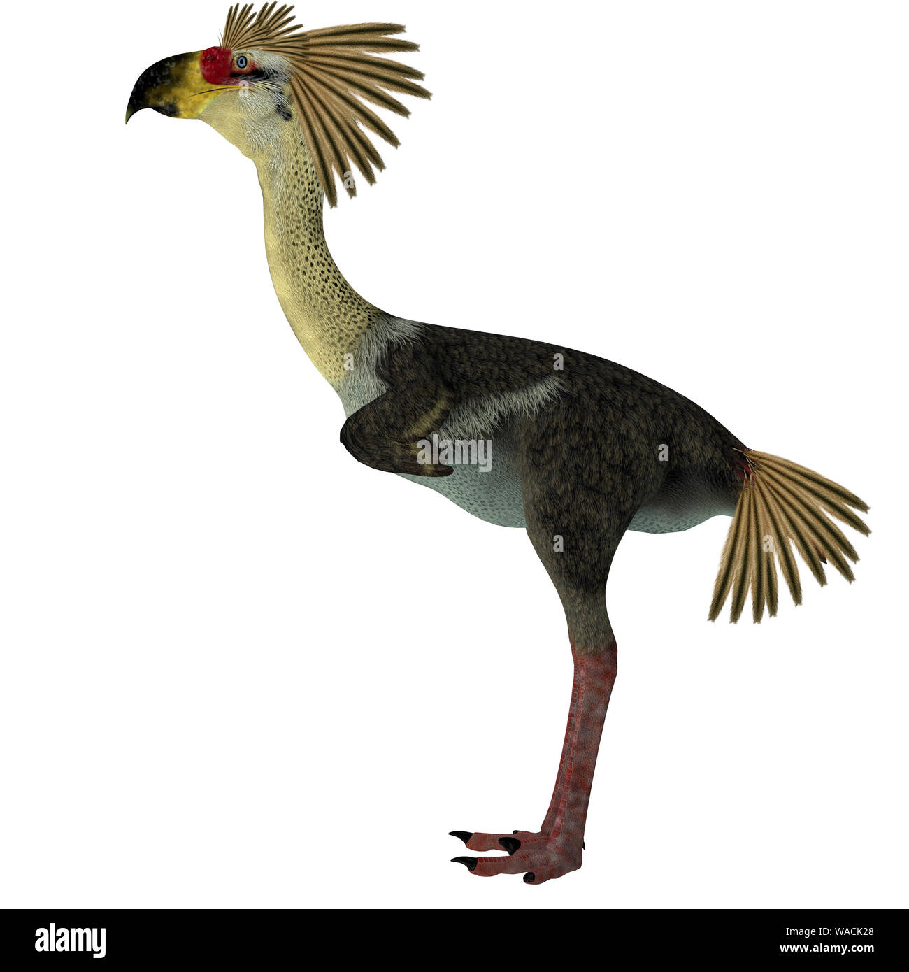Wildlife in patagonia Banque d'images détourées - Alamy