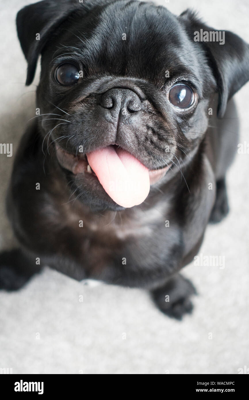 Carlin noir Banque de photographies et d’images à haute résolution - Alamy