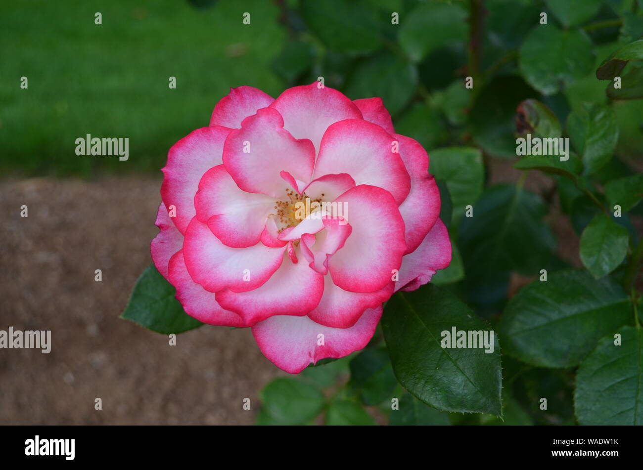 Hannah gordon rose Banque de photographies et d’images à haute résolution - Alamy