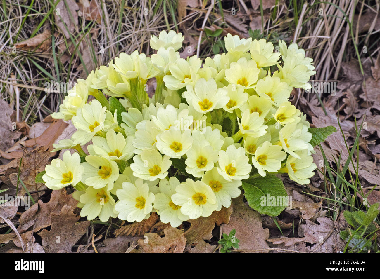Jaune primula vulgaris Banque de photographies et d’images à haute ...