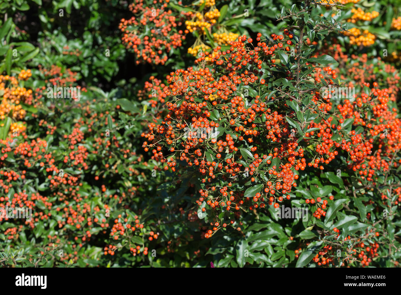 Pyracantha coccinea arbuste ornemental Banque de photographies et d ...