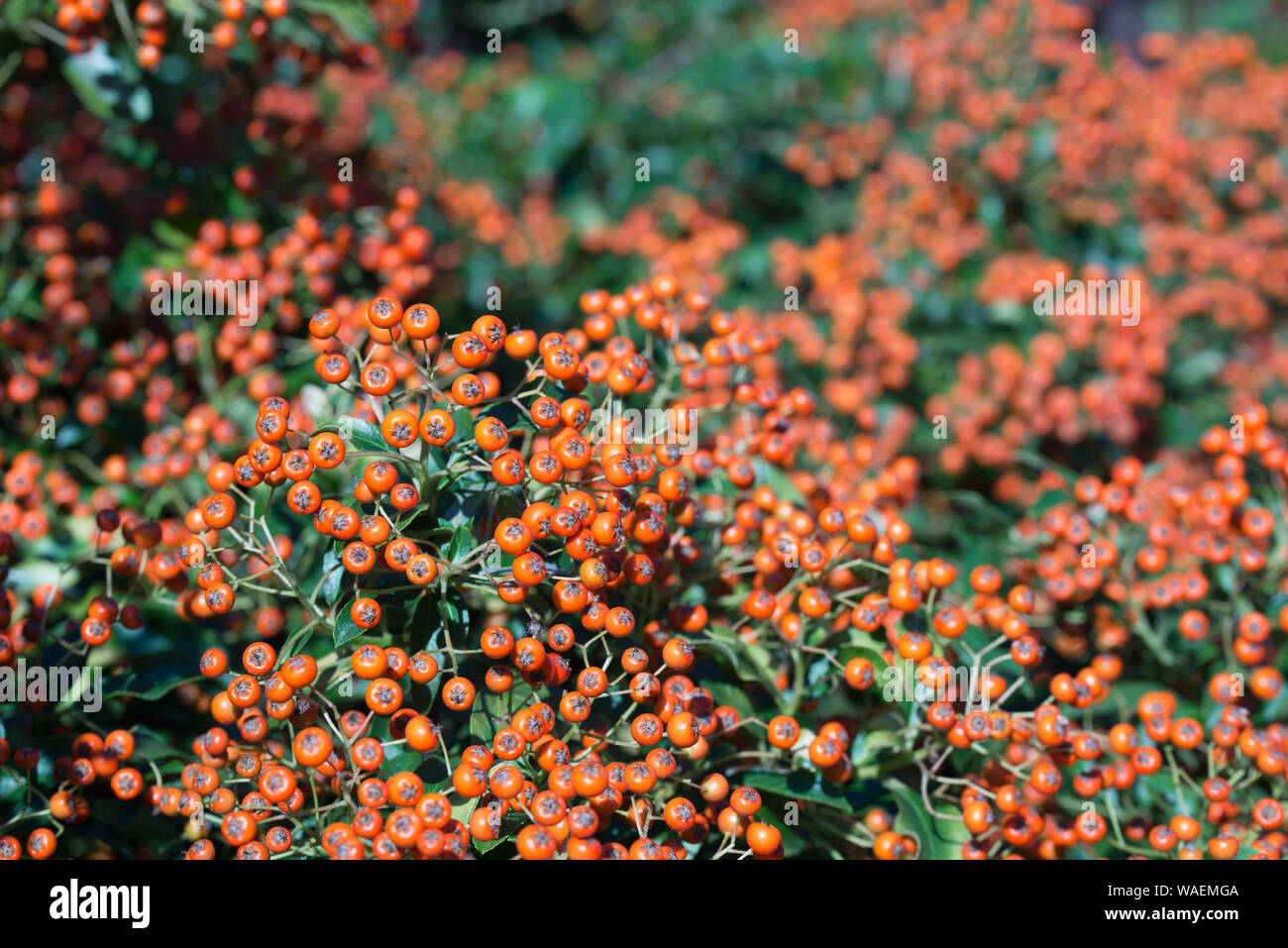 Pyracantha coccinea arbuste ornemental Banque de photographies et d ...