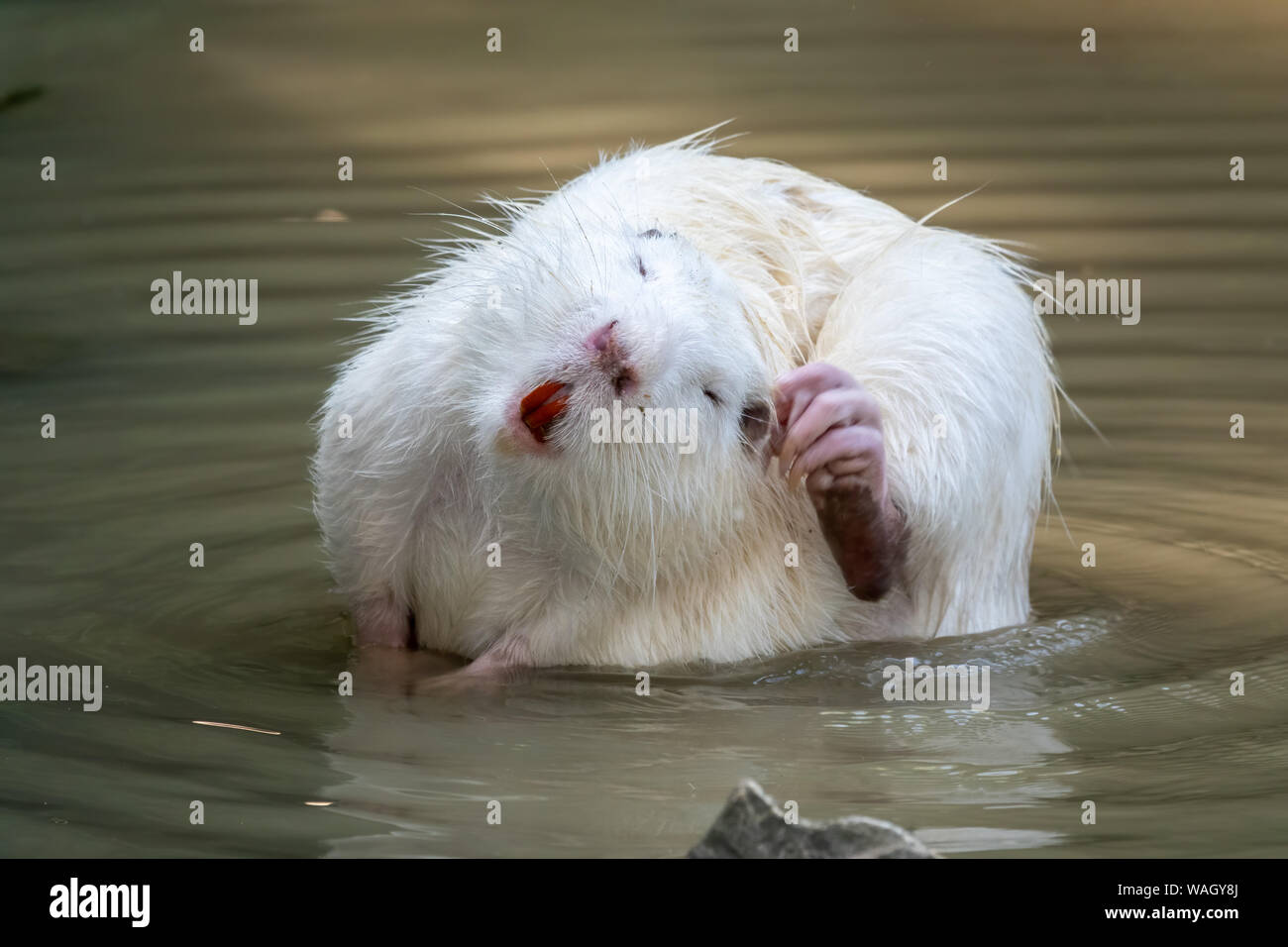 Large White ou ragondin ragondin se trouve dans un étang peu profond ...